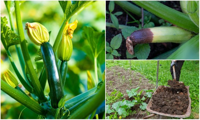 Grow Zucchini In Containers - 15 Tips For Huge Harvests