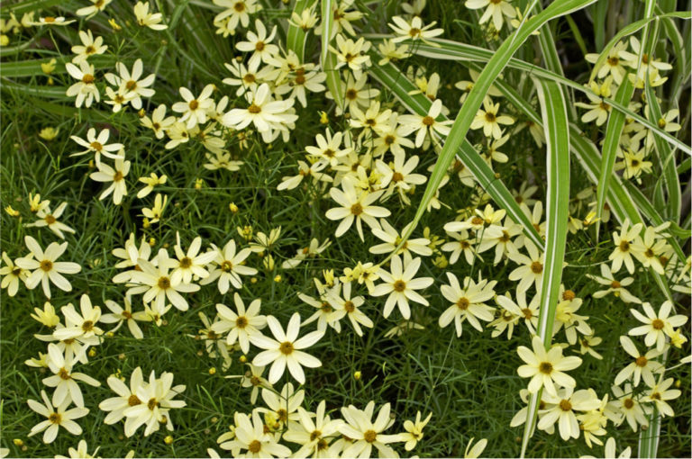 20 Longest Blooming Perennial Flowers For Everlasting Beauty
