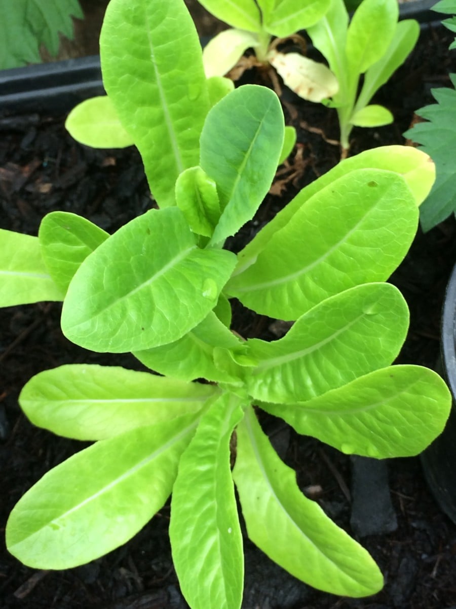 20 Lettuce Varieties To Grow Through Fall & Even Winter