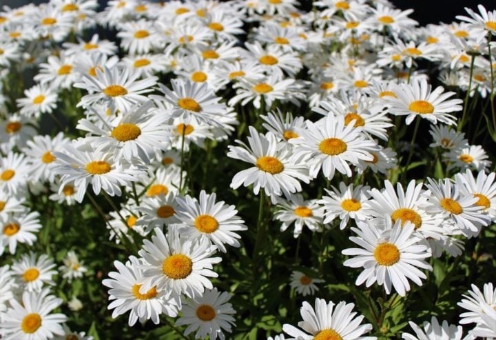 20 Longest Blooming Perennial Flowers For Everlasting Beauty