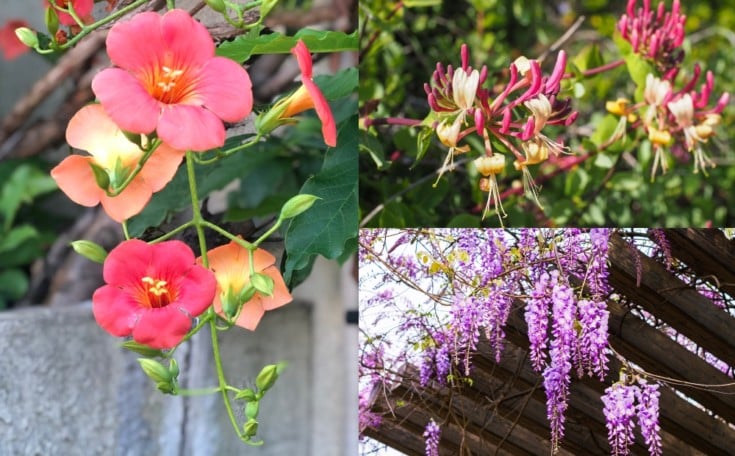 25 Best Climbing Plants & Flowering Vines