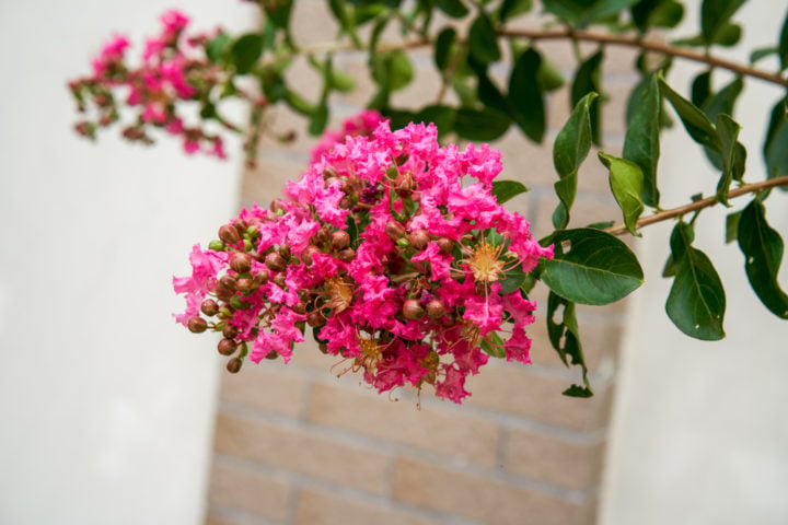 12 Beautiful Shrubs To Grow In Pots