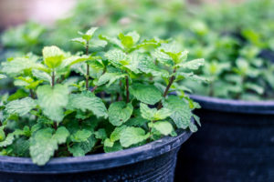 16 Reasons To Grow Mint - Without Fear Of It Taking Over Your Garden