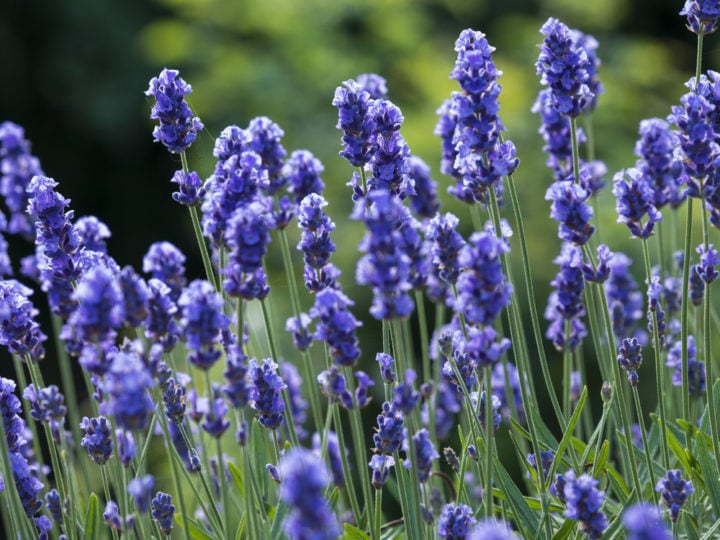 20 Longest Blooming Perennial Flowers For Everlasting Beauty