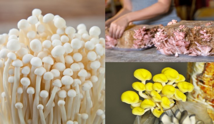 10 Best Mushroom Growing Kits For A Never-Ending Supply
