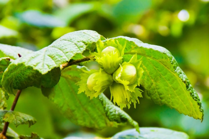 25 Nut Trees To Grow In Your Garden