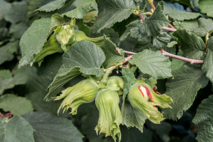 25 Nut Trees To Grow In Your Garden