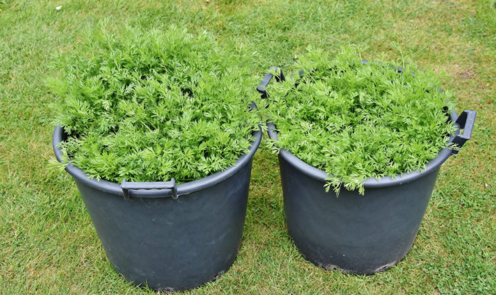 Grow Food In 5 Gallon Buckets - 15 Fruits & Veggies That Thrive