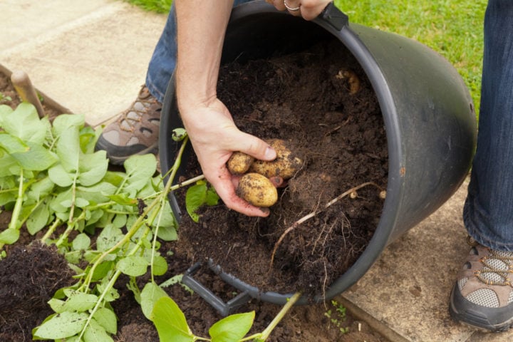 How To Grow Potatoes In a 5-Gallon Bucket