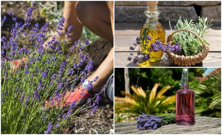 12 Ways to Use Lavender Around The Home & Garden