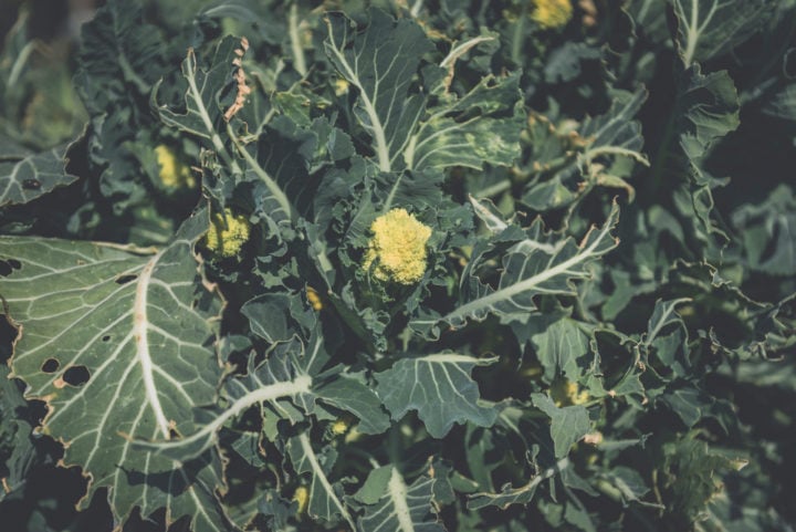 How To Grow Perennial Cabbage & 7 Varieties To Try