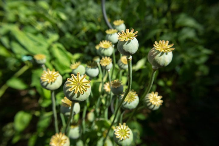 18 Self-Seeding Plants You'll Never Have To Plant Again