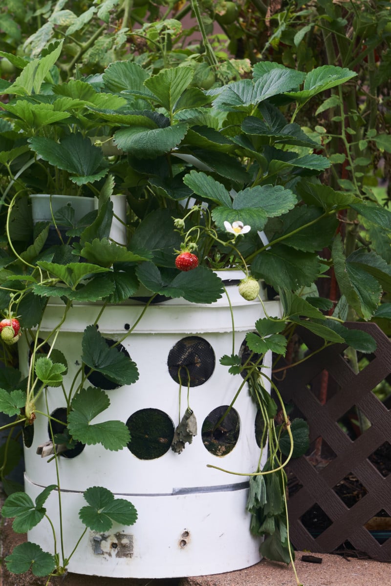 Grow Food In 5 Gallon Buckets - 15 Fruits & Veggies That Thrive