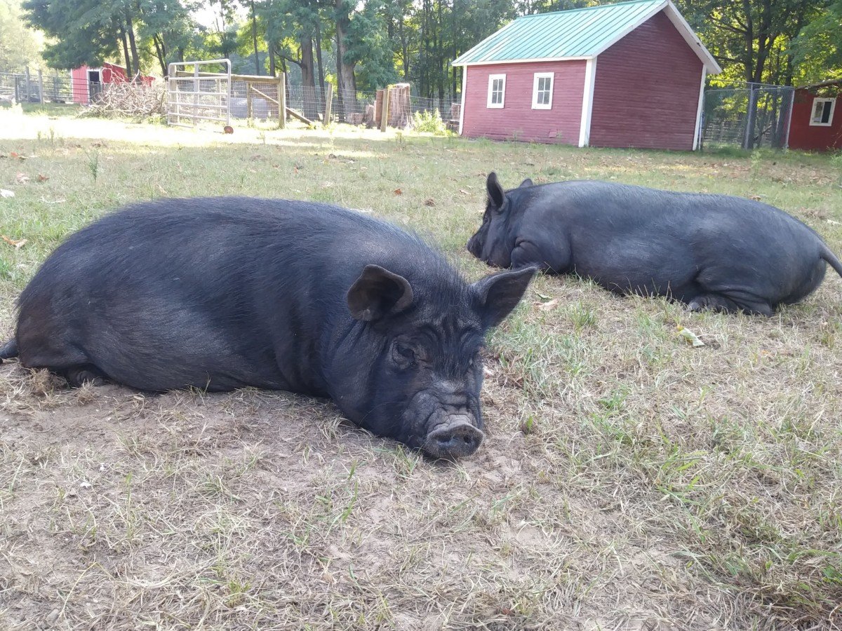 Raising American Guinea Hogs - The Perfect Heritage Breed for Your ...