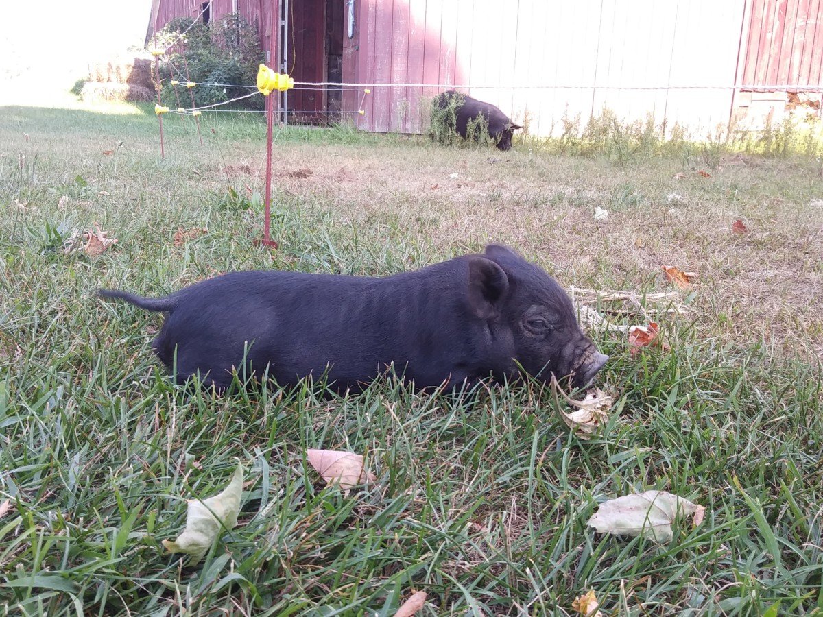 Raising American Guinea Hogs - The Perfect Heritage Breed for Your ...