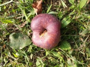 23 Common Apple Tree Problems & How To Fix Them