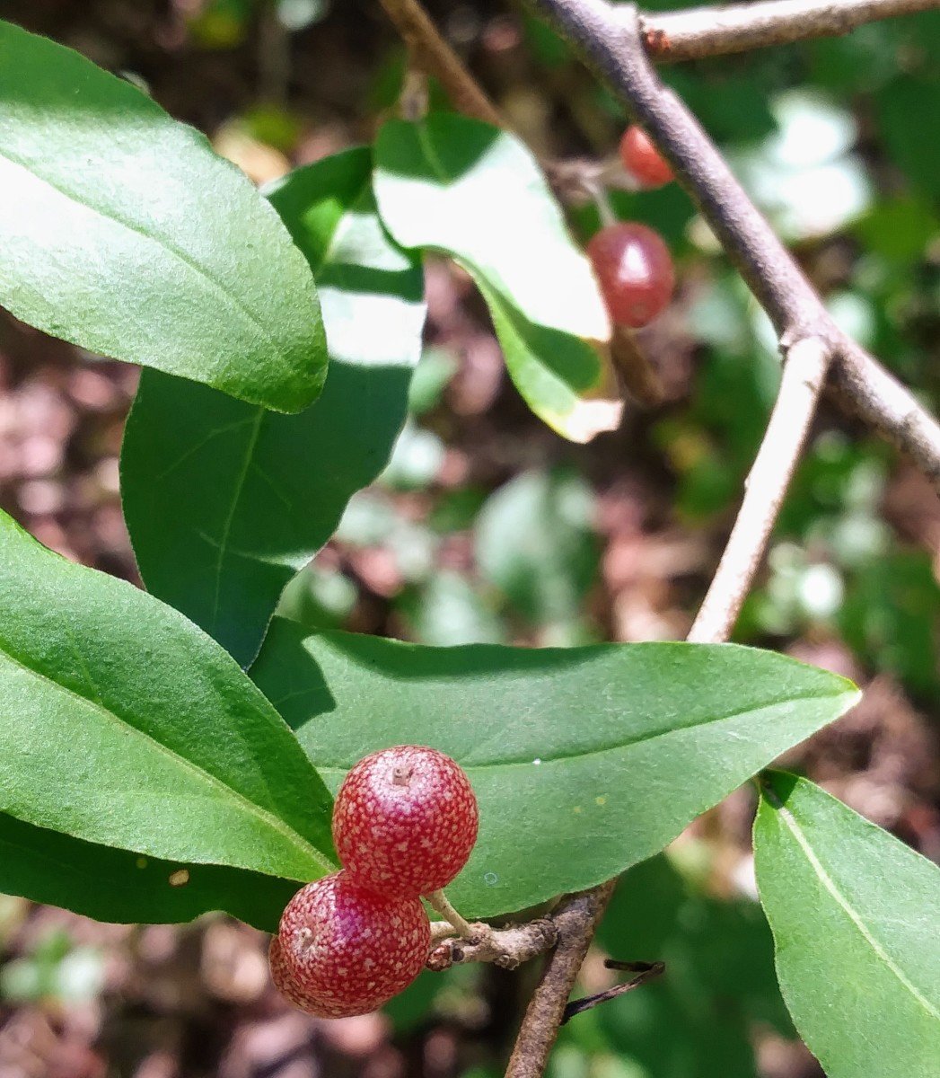 Foraging For Autumn Olive Berries & 11 Recipes To Make