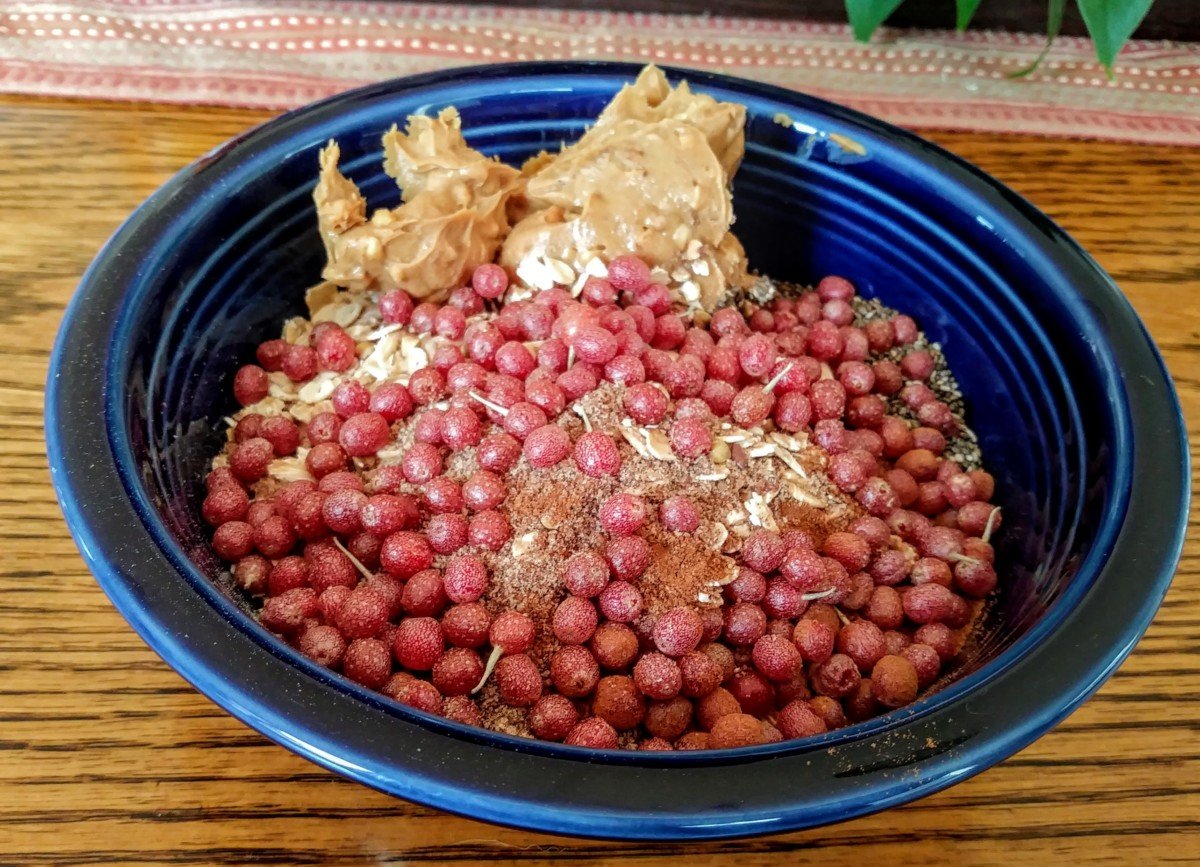 Foraging For Autumn Olive Berries & 11 Recipes To Make