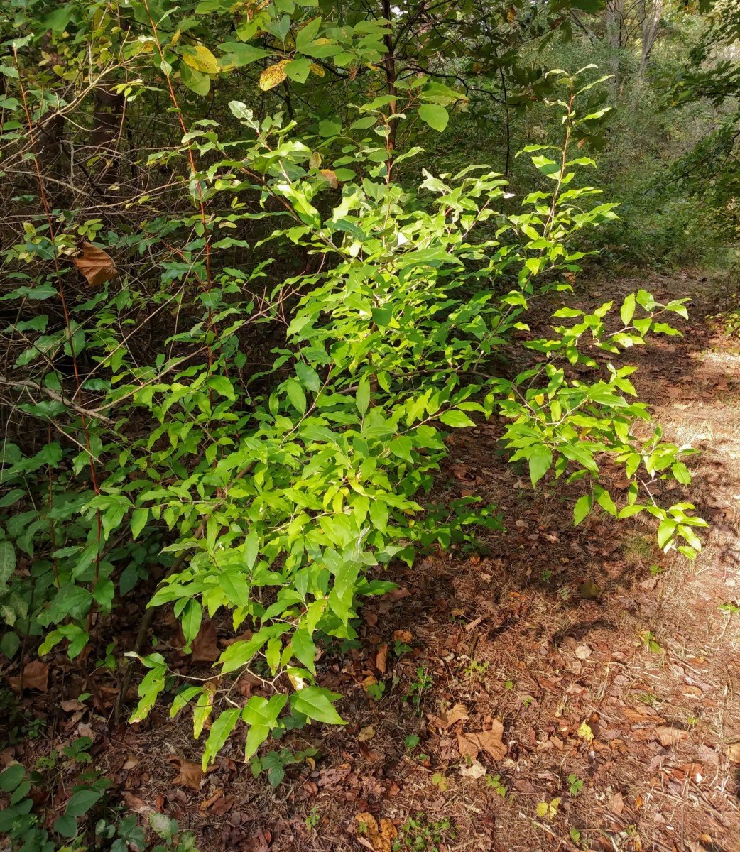 Foraging For Autumn Olive Berries & 11 Recipes To Make