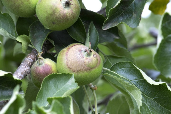 23 Common Apple Tree Problems & How To Fix Them