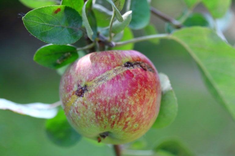 23 Common Apple Tree Problems & How To Fix Them