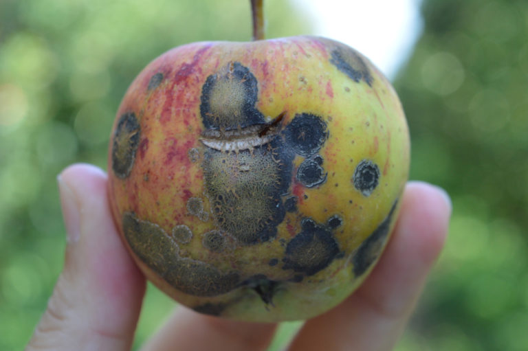 23 Common Apple Tree Problems & How To Fix Them