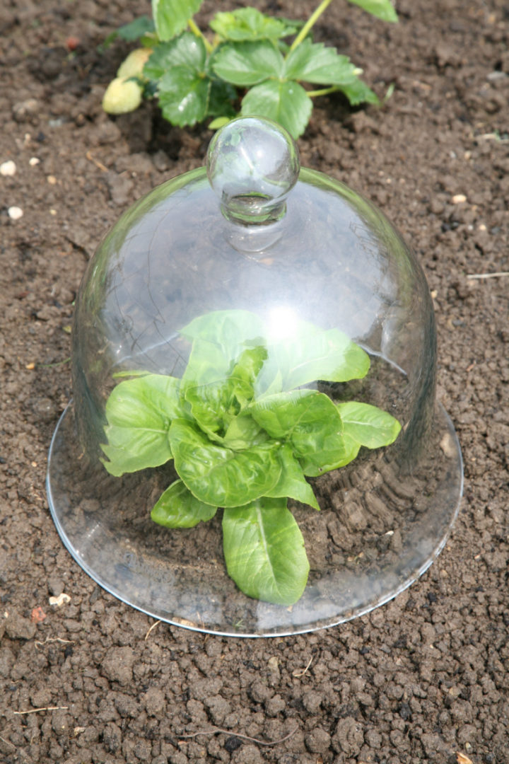 13 Ways To Protect Tomato Plants From Cold And Frost
