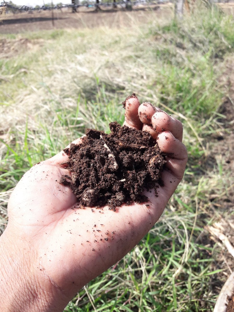 How To Compost Chicken Manure & Use It In The Garden