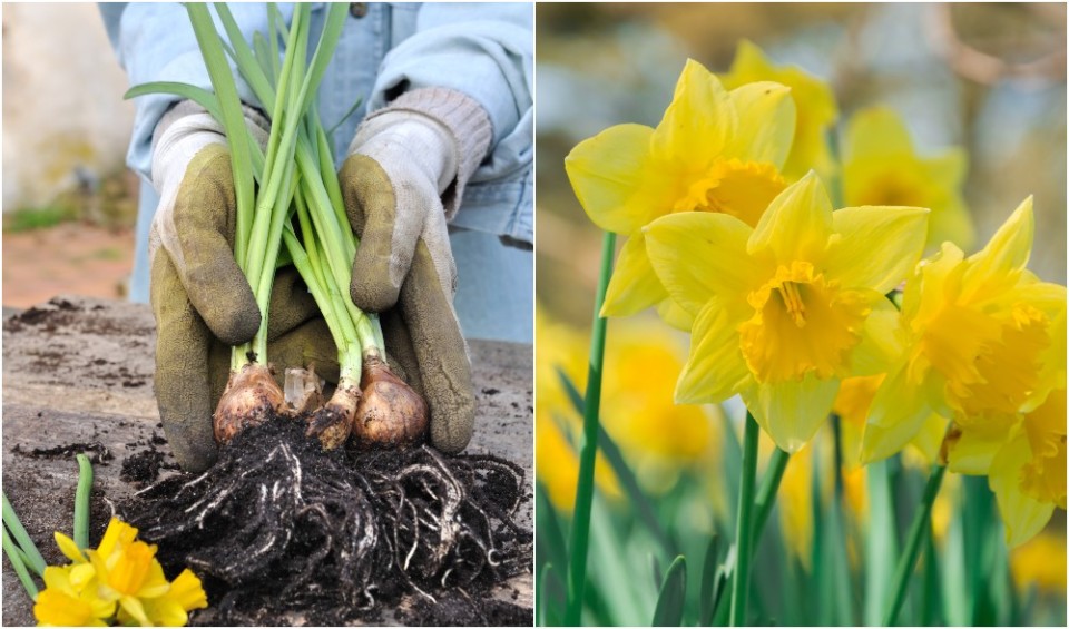 10 Reasons To Plant Daffodils This Fall