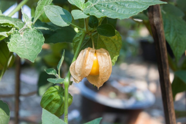 9 Tempting Ground Cherry Recipes + The Best Way To Enjoy Them