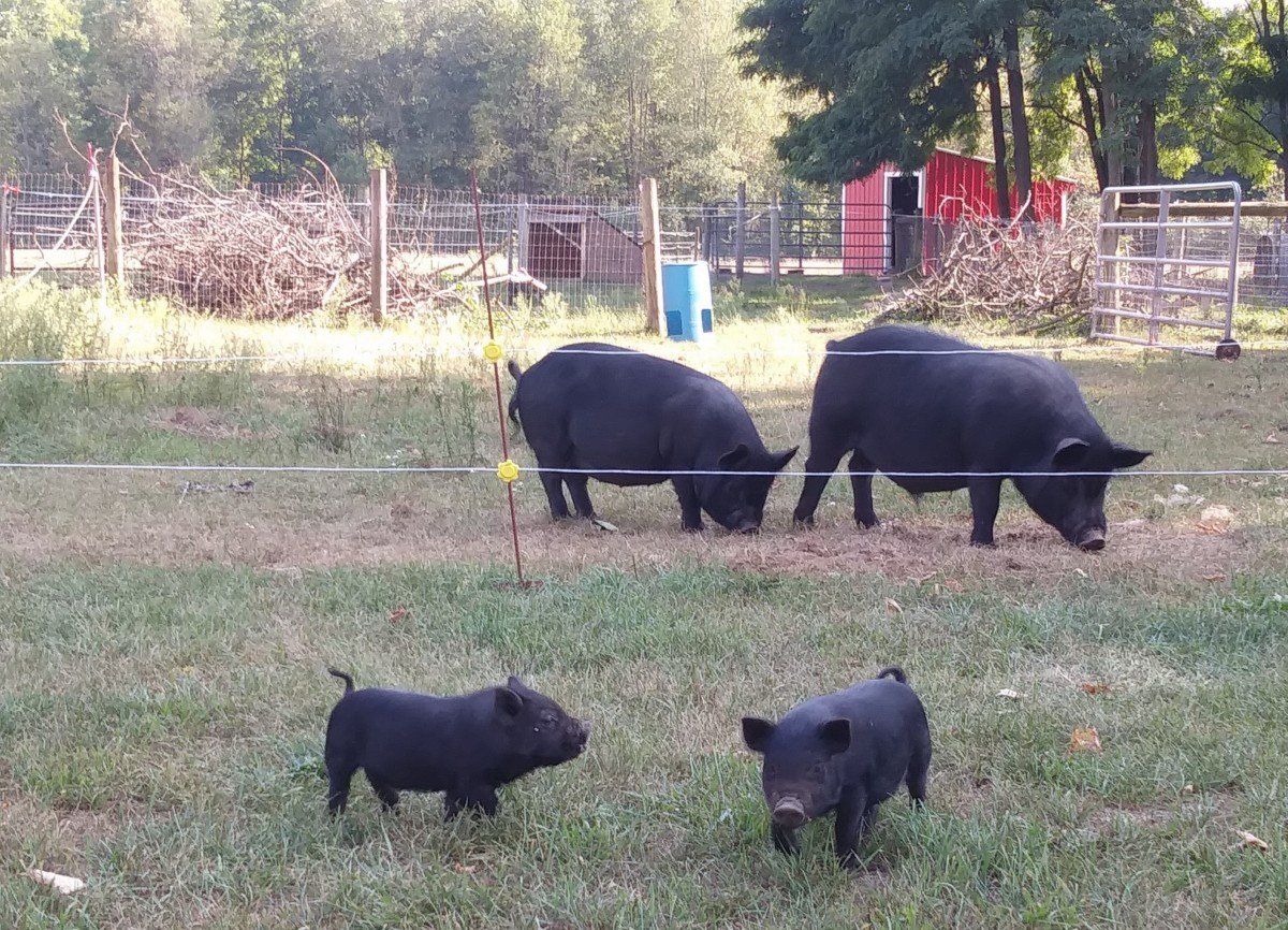 Raising American Guinea Hogs - The Perfect Heritage Breed for Your ...