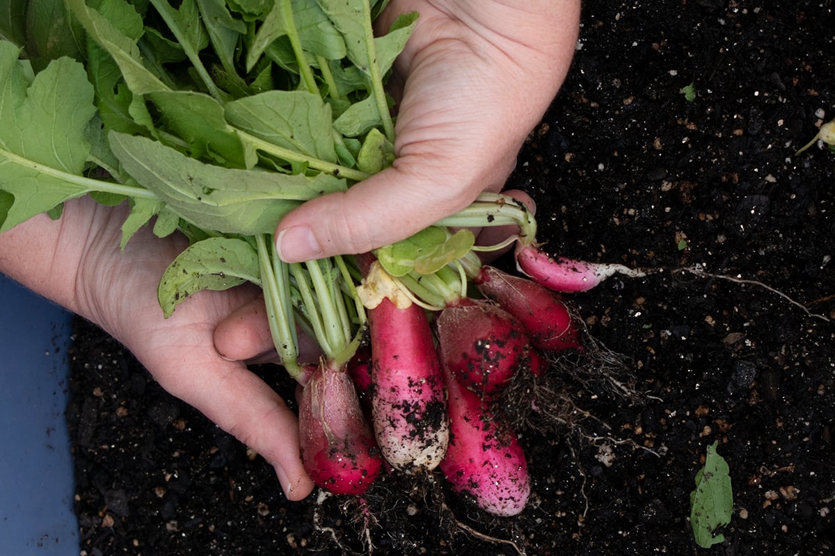 How to Grow Your Best Radishes Yet - Seed To Table In 25 Days Or Less