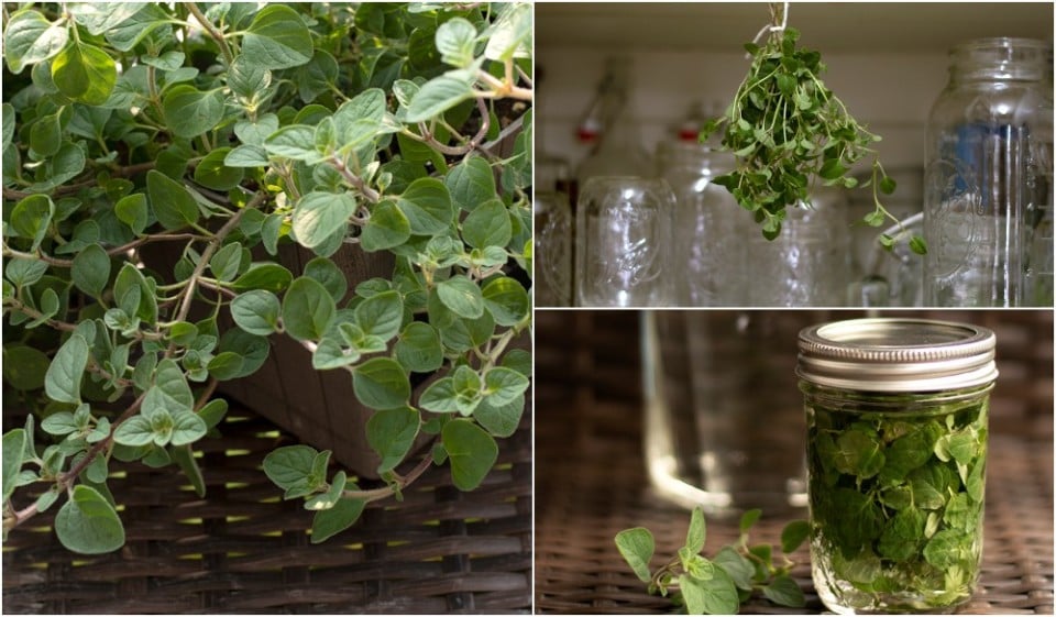 8 Brilliant Uses For Oregano + How To Grow & Dry It