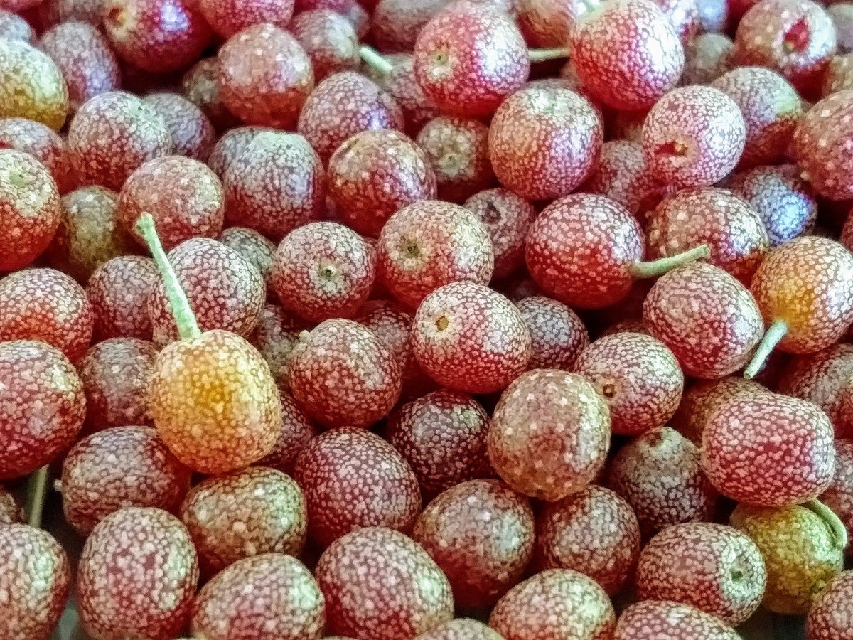 Foraging For Autumn Olive Berries & 11 Recipes To Make