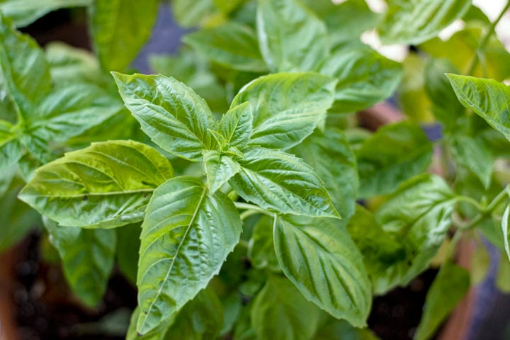 4 Ways To Freeze Basil - Including My Easy Basil Freezing Hack