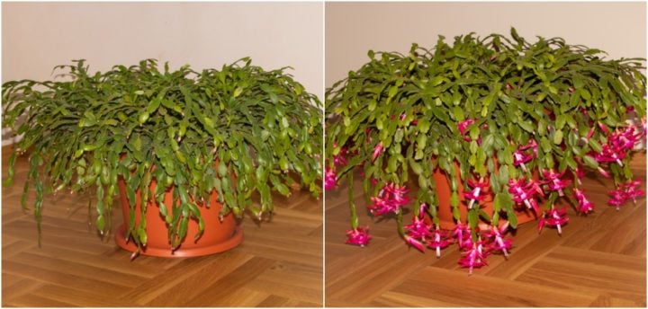 Christmas Cactus - How to ID & Care for Everyone's Favorite Holiday Plant