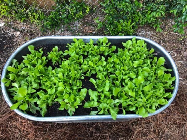 How To Grow Garlic in Pots - Step-By-Step