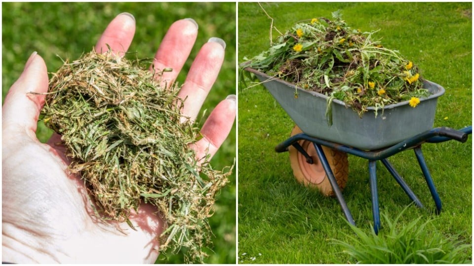 13 Common Things You Really Shouldn't Compost