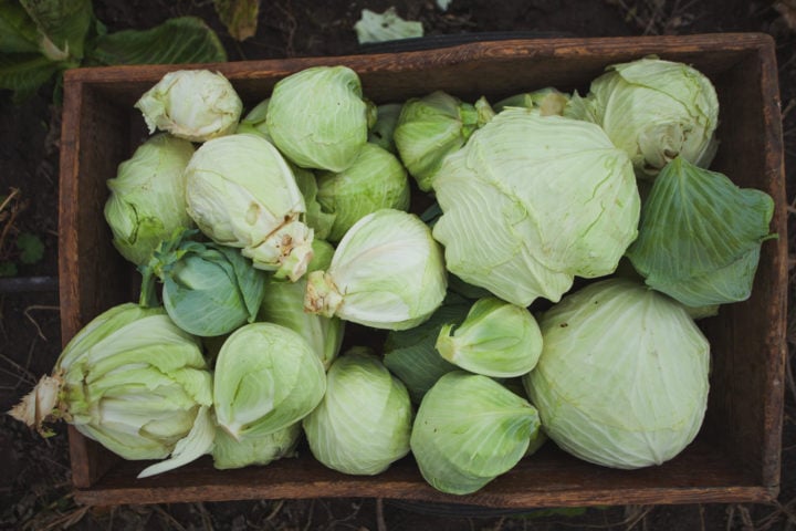 7 Ways To Store & Preserve Cabbage For 6+ Months