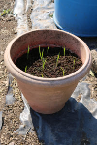 How To Grow Garlic in Pots - Step-By-Step