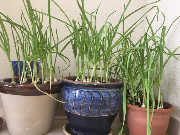 How To Grow Garlic in Pots - Step-By-Step