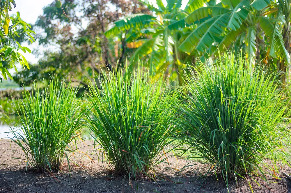 Growing lemongrass store