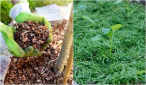 19 Types Of Garden Mulch & How To Use Them