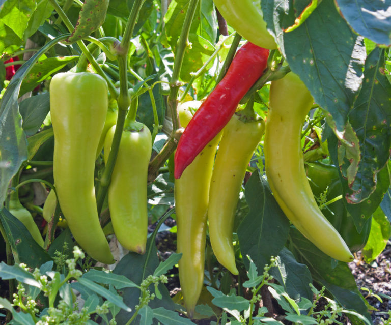 Red Banana Pepper