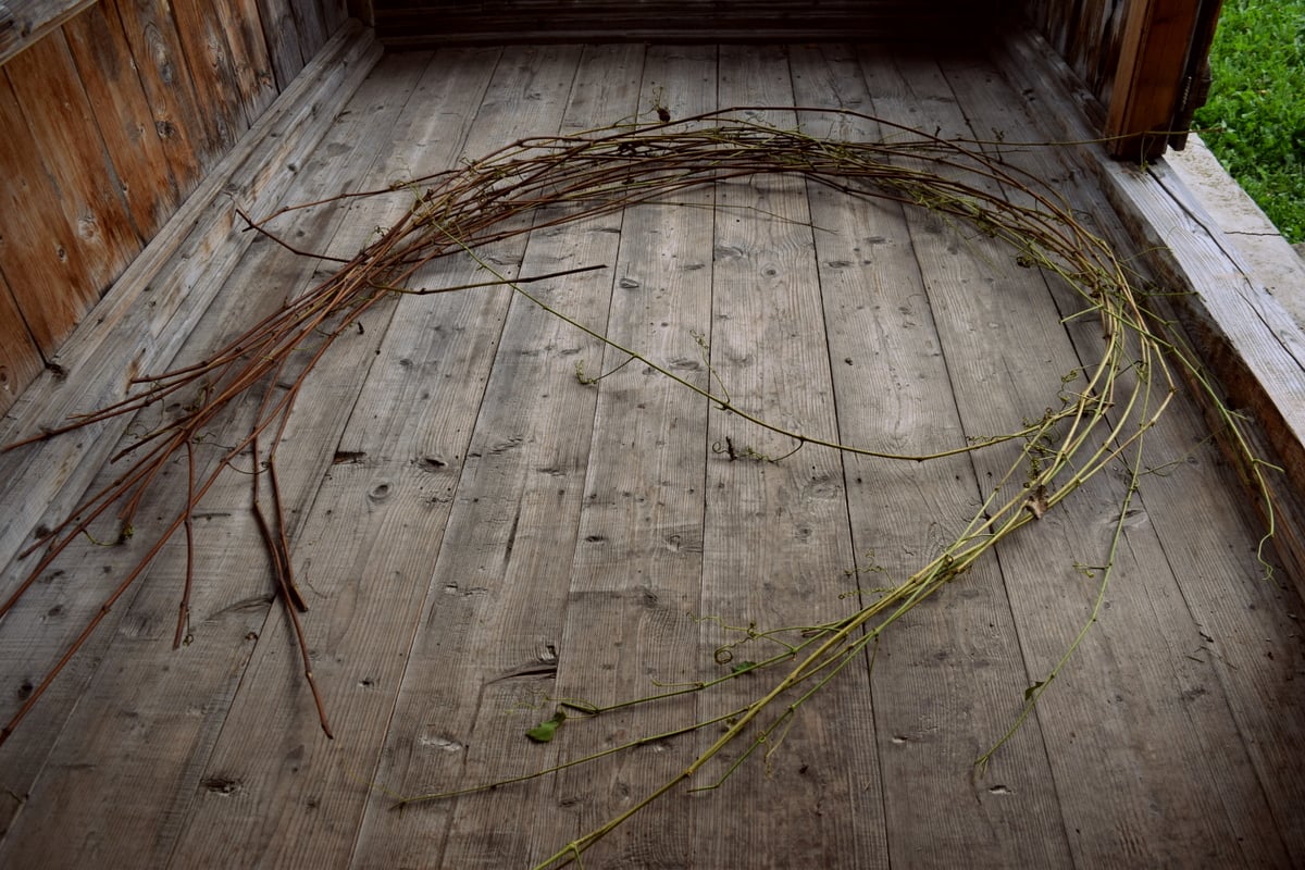 How To Make A Grapevine Wreath (Or Any Other Vining Plant)