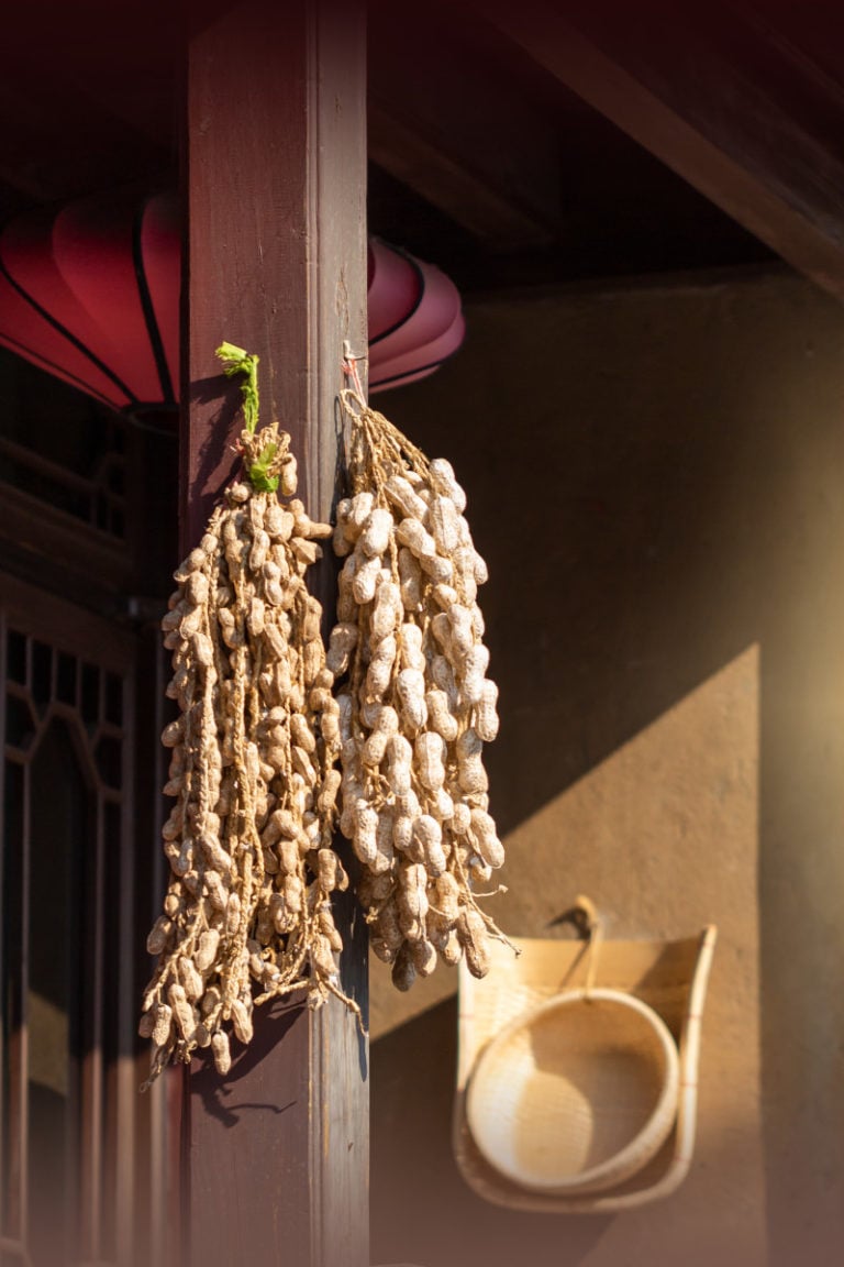How To Grow Peanuts: 100+ Nuts Per Plant