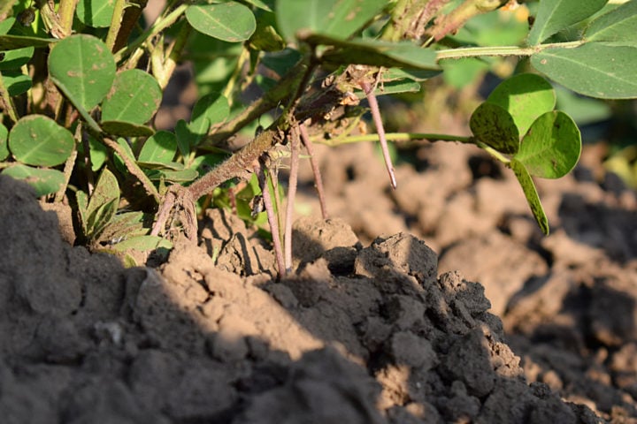 How To Grow Peanuts: 100+ Nuts Per Plant