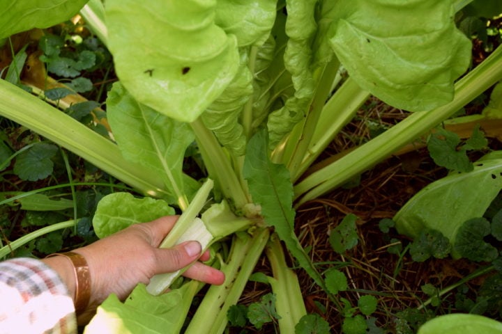 7 Easy & Delicious Ways To Eat Swiss Chard