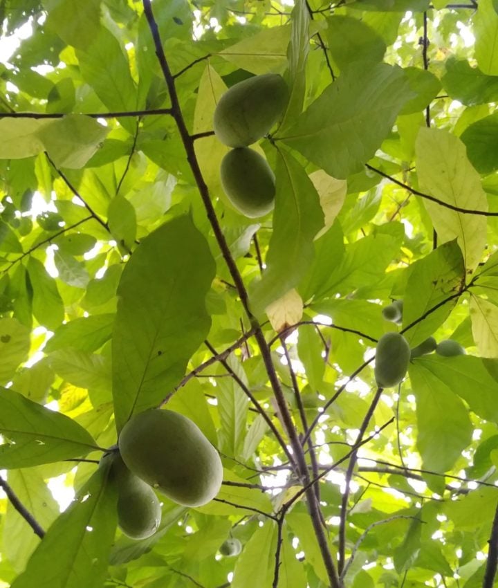 Foraging & Using Pawpaw Fruit: A North American Native