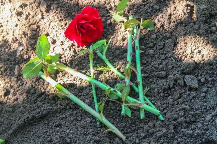 40 Plants To Propagate From Hardwood Cuttings & How To Do It